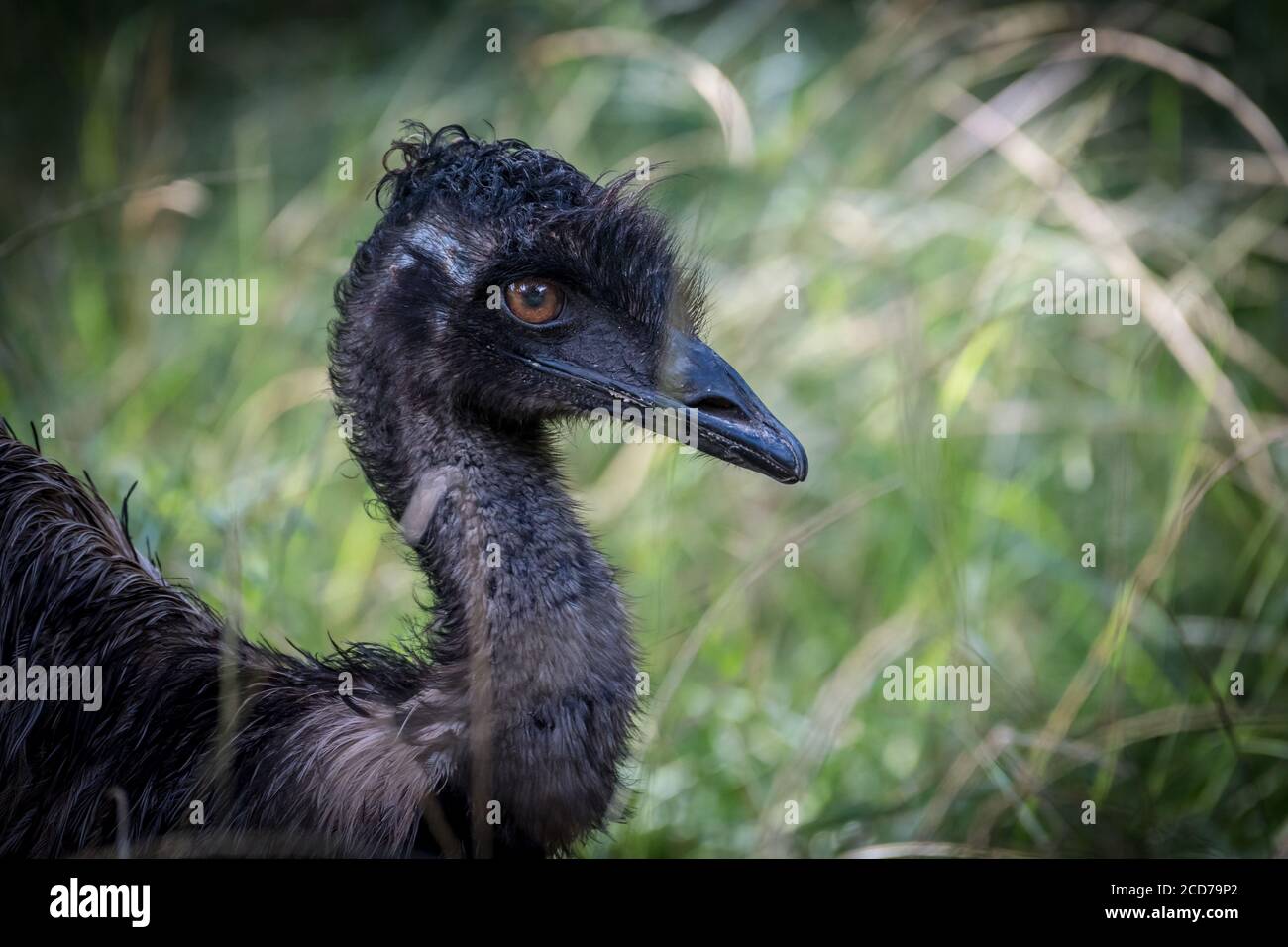 Emu closeup hi-res stock photography and images - Alamy