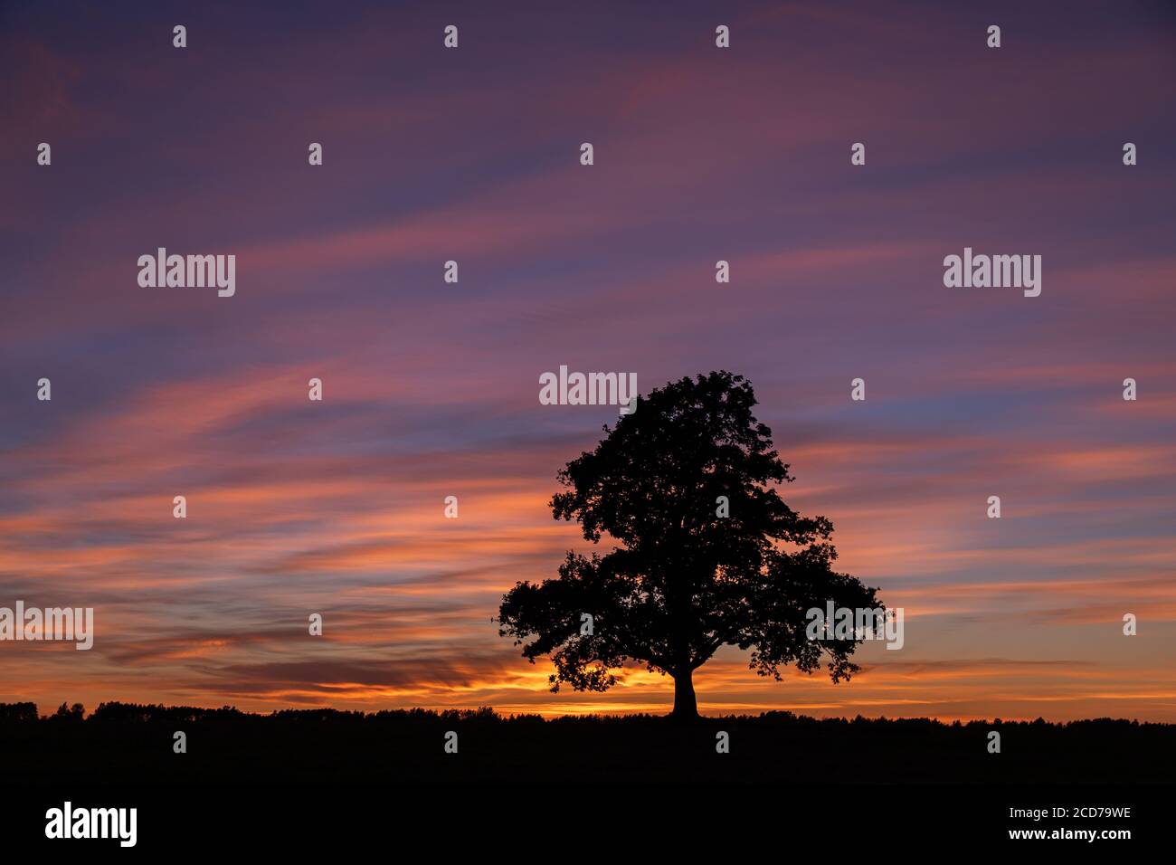 Silhouette of a branchy tree against a background of colorful sunset ...