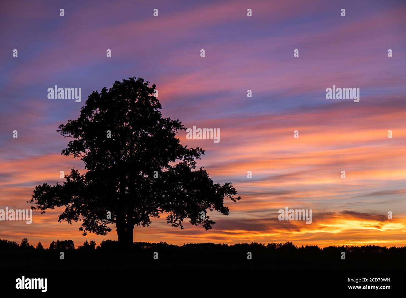Silhouette of a branchy tree against a background of colorful sunset ...