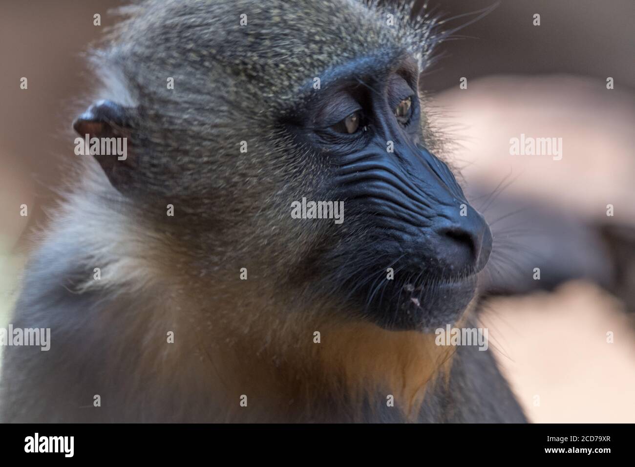 Portrait of a baboon hi-res stock photography and images - Alamy