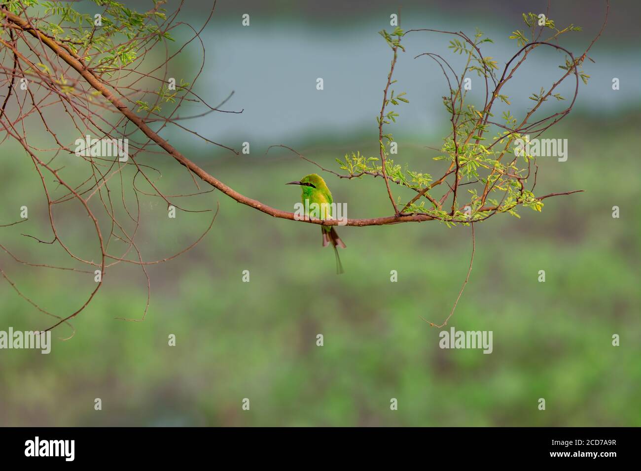 bee eaters in wildlife Stock Photo - Alamy