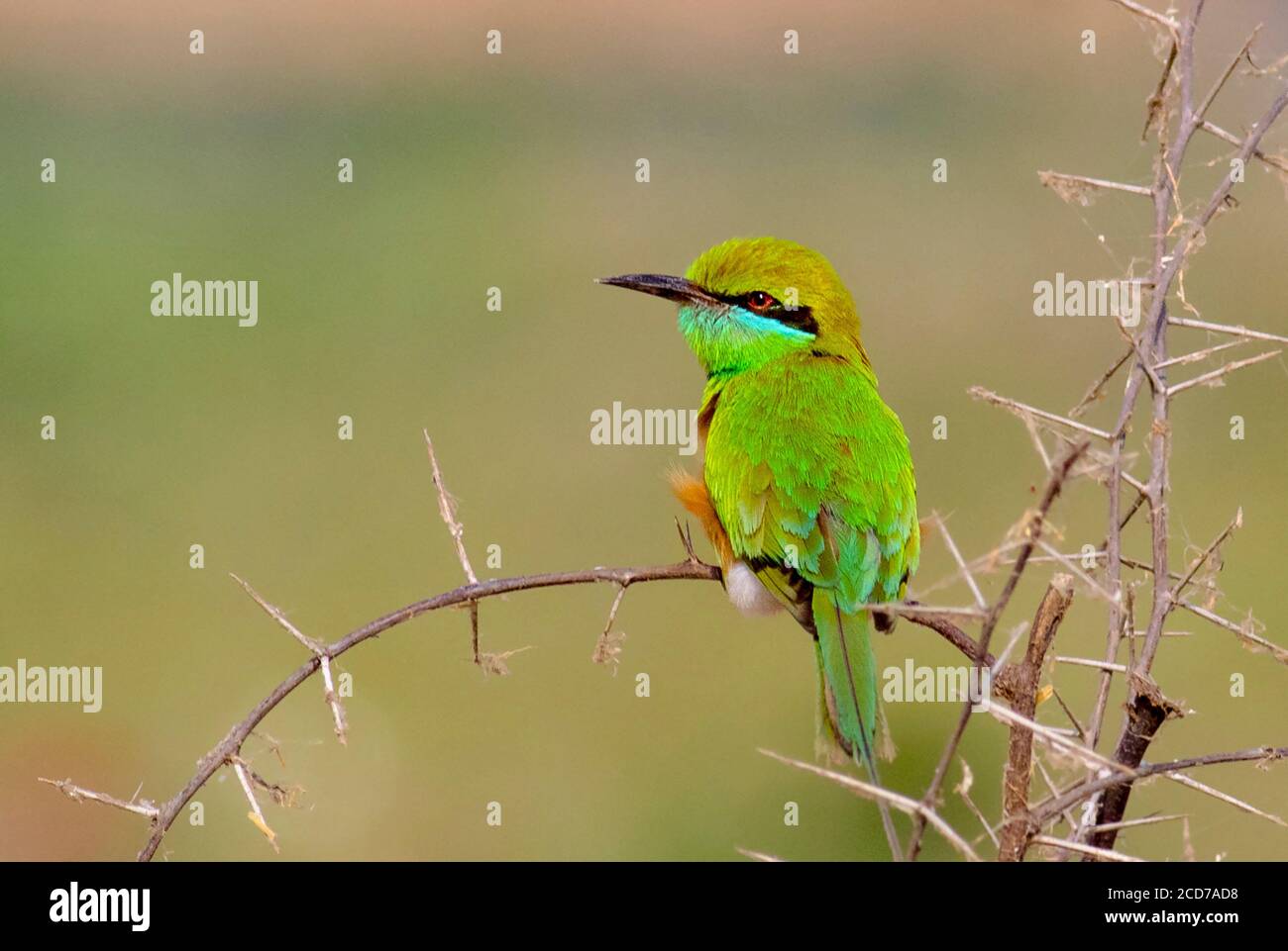 bee eaters in wildlife Stock Photo - Alamy