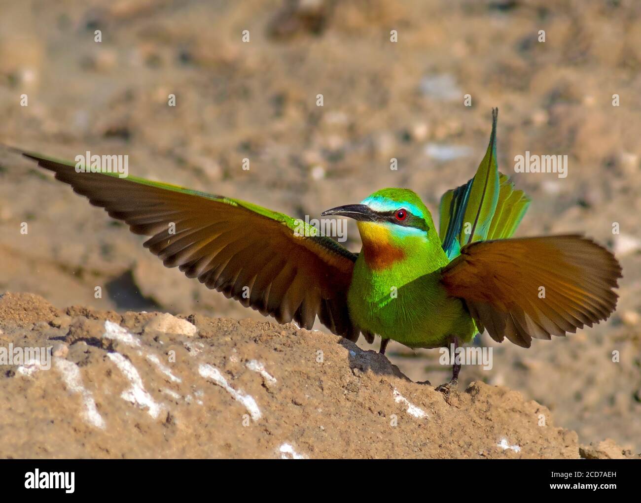 bee eaters in wildlife Stock Photo - Alamy