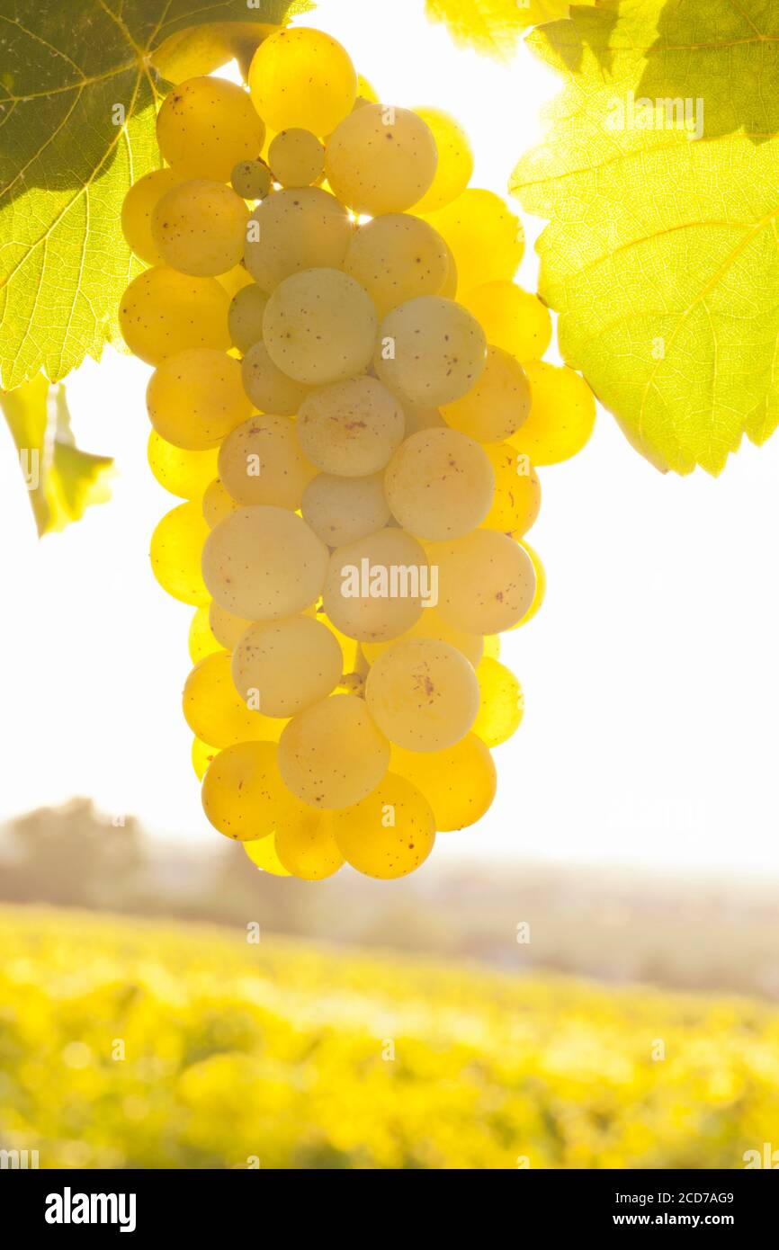 Close-up of white wine grapes in a vineyard in the morning sun in the ...