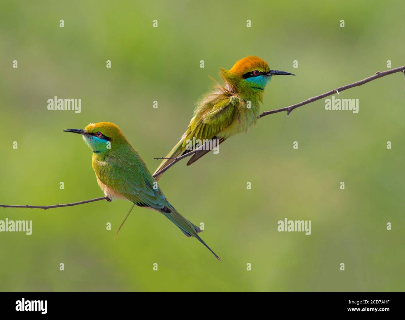 bee eaters in wildlife Stock Photo - Alamy