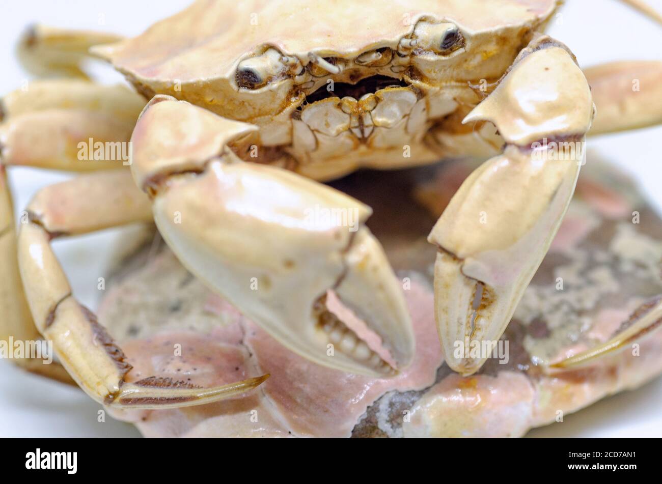 Crab skeleton isolated on white background Stock Photo - Alamy