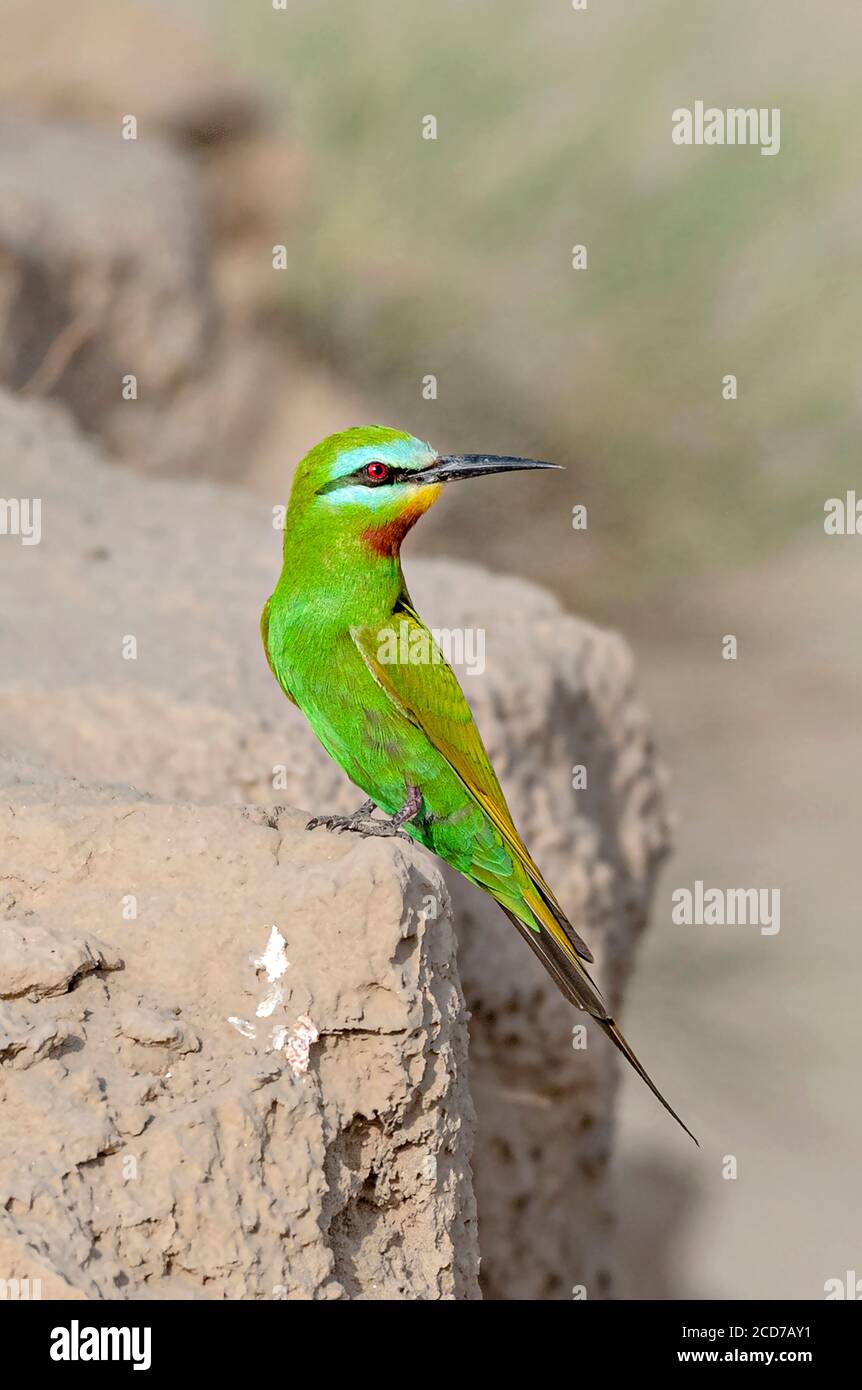bee eaters in wildlife Stock Photo - Alamy