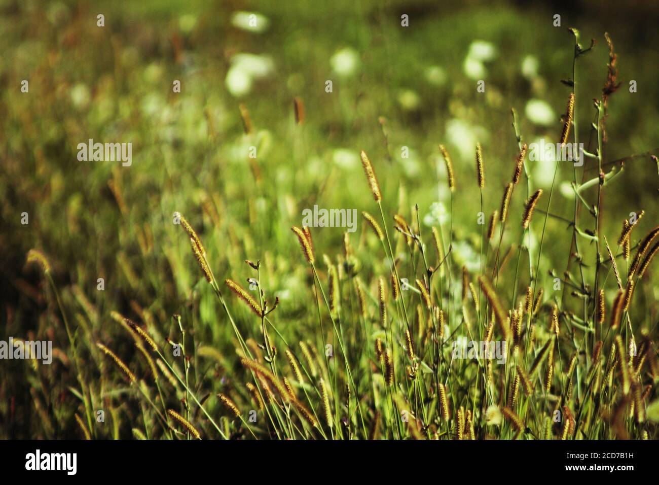 Green grass and weeds in the country side Stock Photo - Alamy