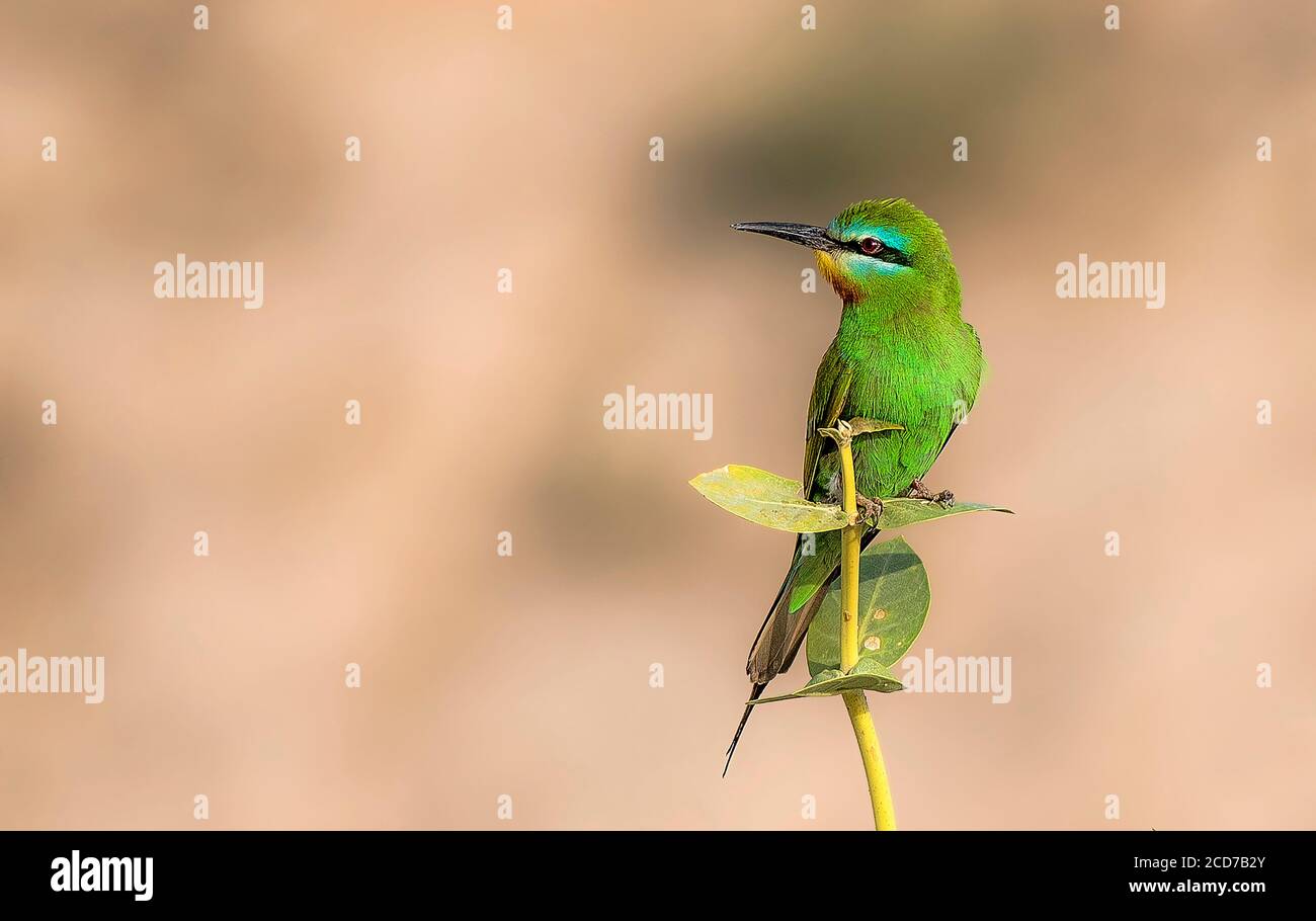 bee eaters in wildlife Stock Photo - Alamy