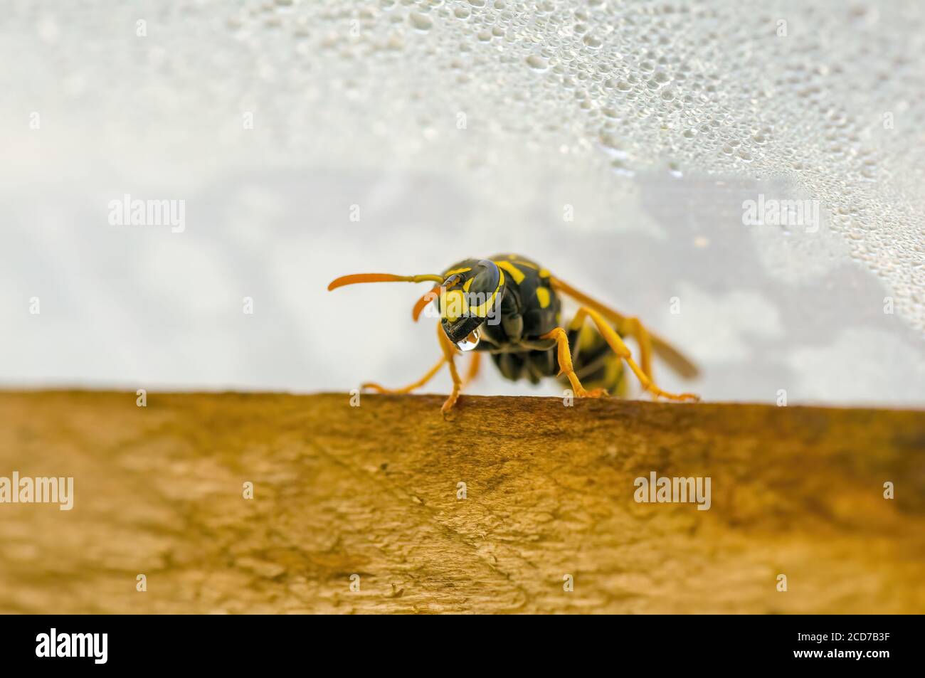 a Small wasp insect on a plant in the meadows Stock Photo - Alamy