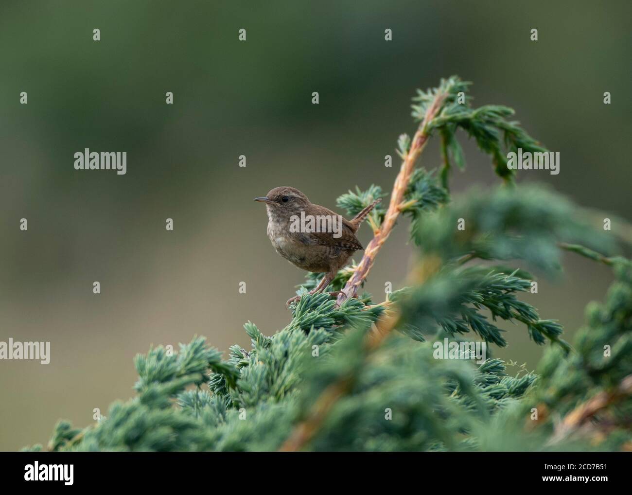 Juniper bush scotland hi-res stock photography and images - Alamy