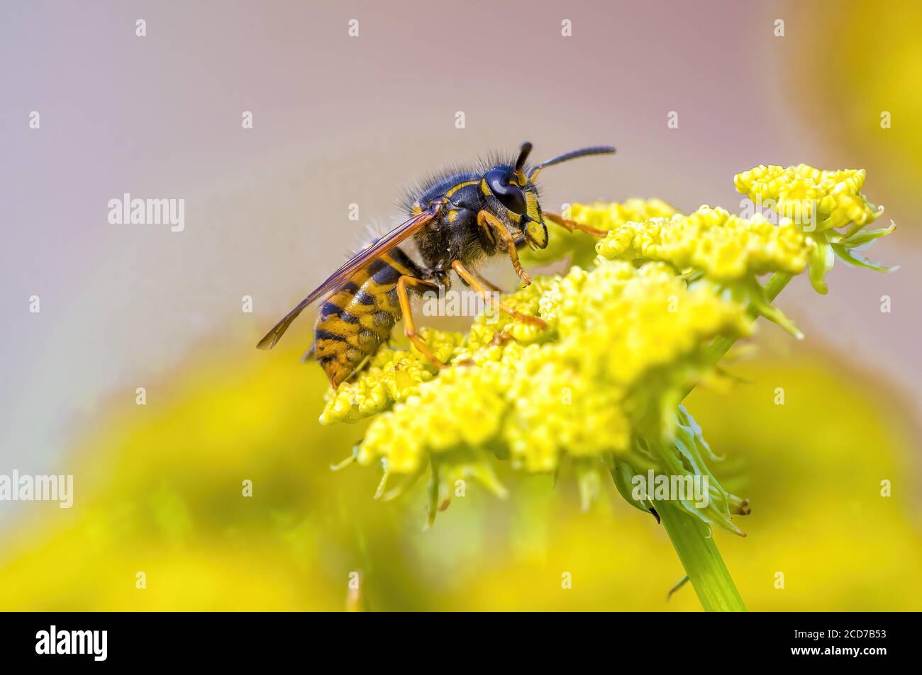 a Small wasp insect on a plant in the meadows Stock Photo - Alamy