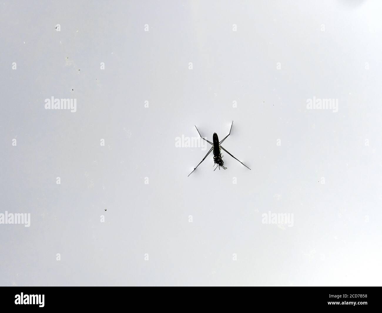 Water bug skater enjoying a meal Stock Photo - Alamy