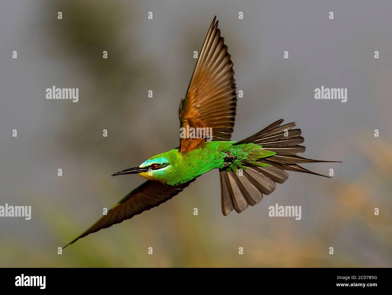 bee eaters in wildlife Stock Photo - Alamy