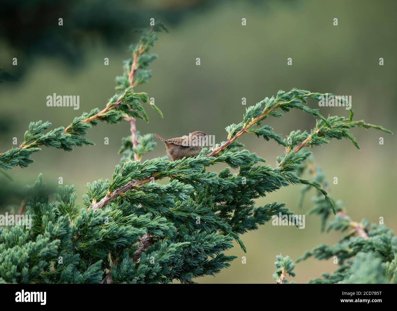 Juniper bush scotland hi-res stock photography and images - Alamy
