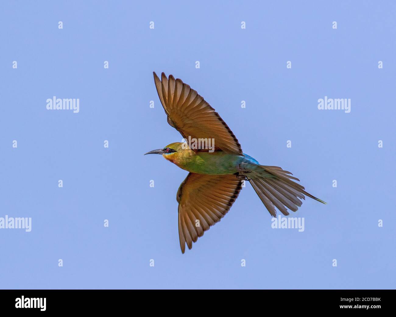 bee eaters in wildlife Stock Photo - Alamy