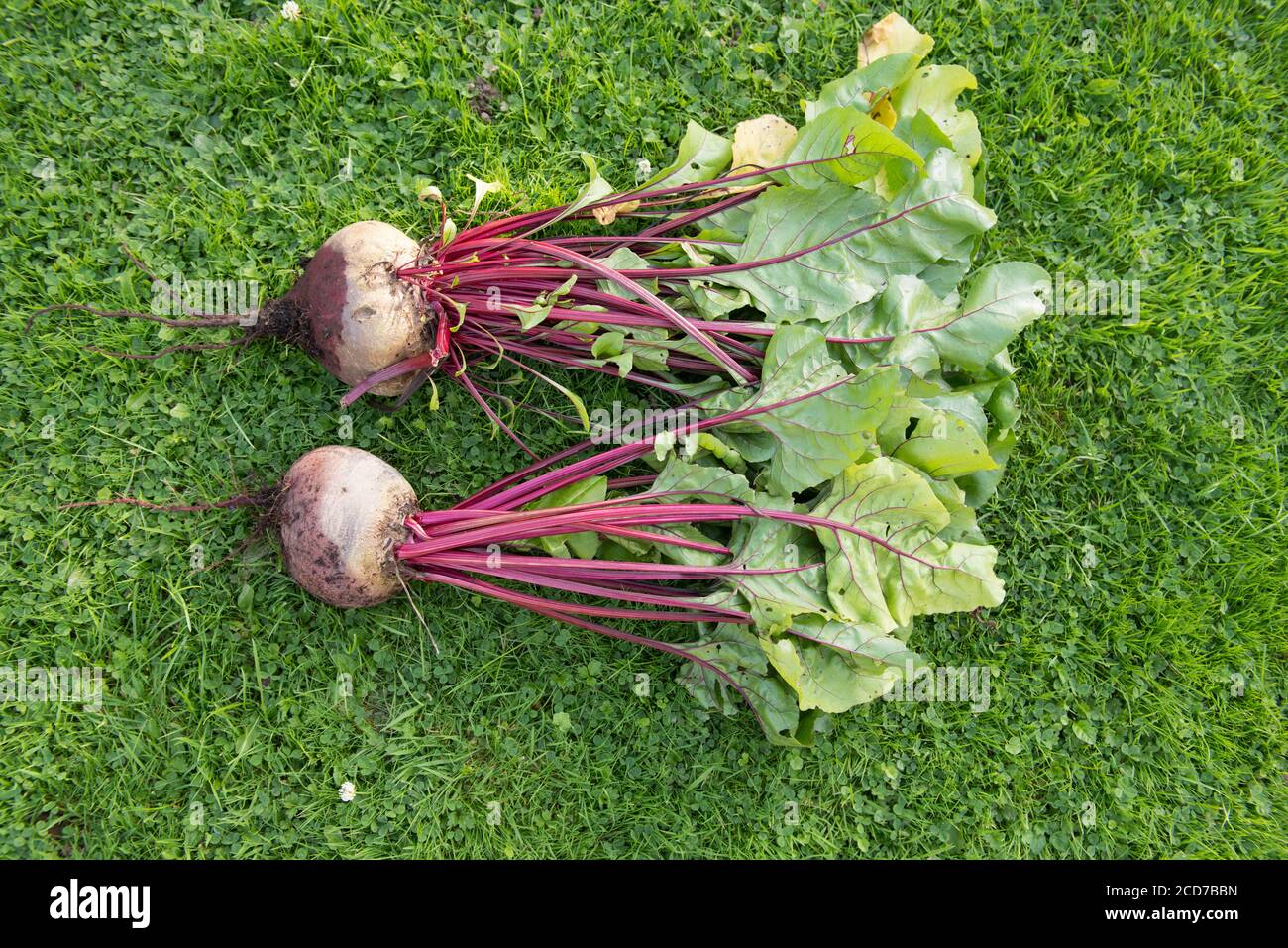 Home Grown Organic Beetroot (Beta Vulgaris) on a Background of Grass in ...