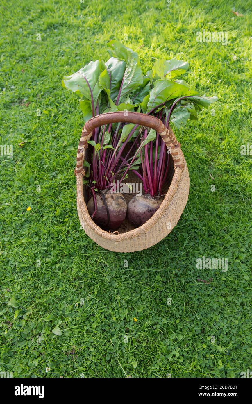 Home grown beetroots hi-res stock photography and images - Alamy