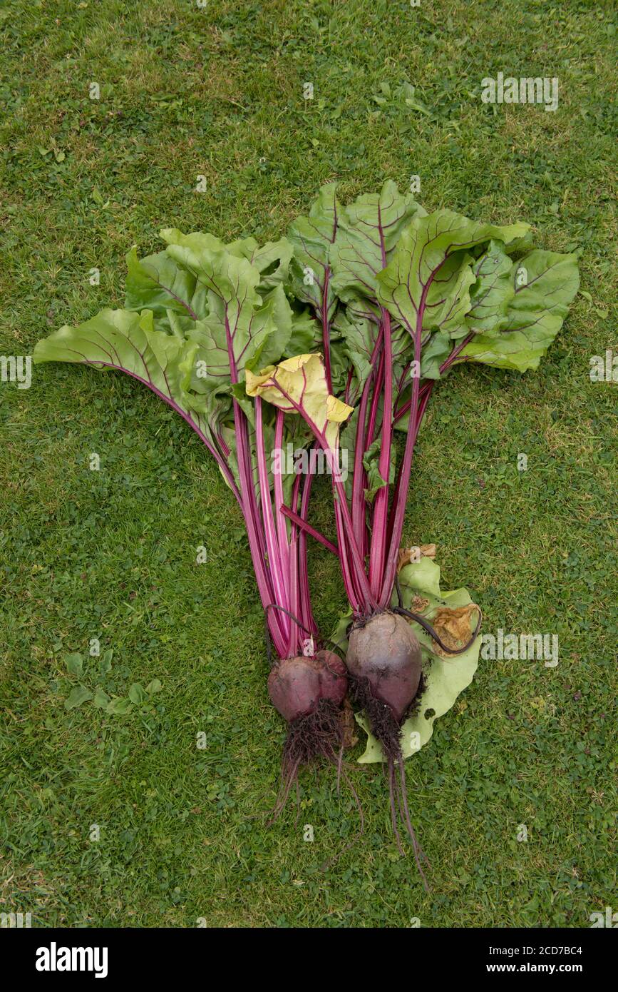 Home Grown Organic Beetroot (Beta Vulgaris) on a Background of Grass in ...