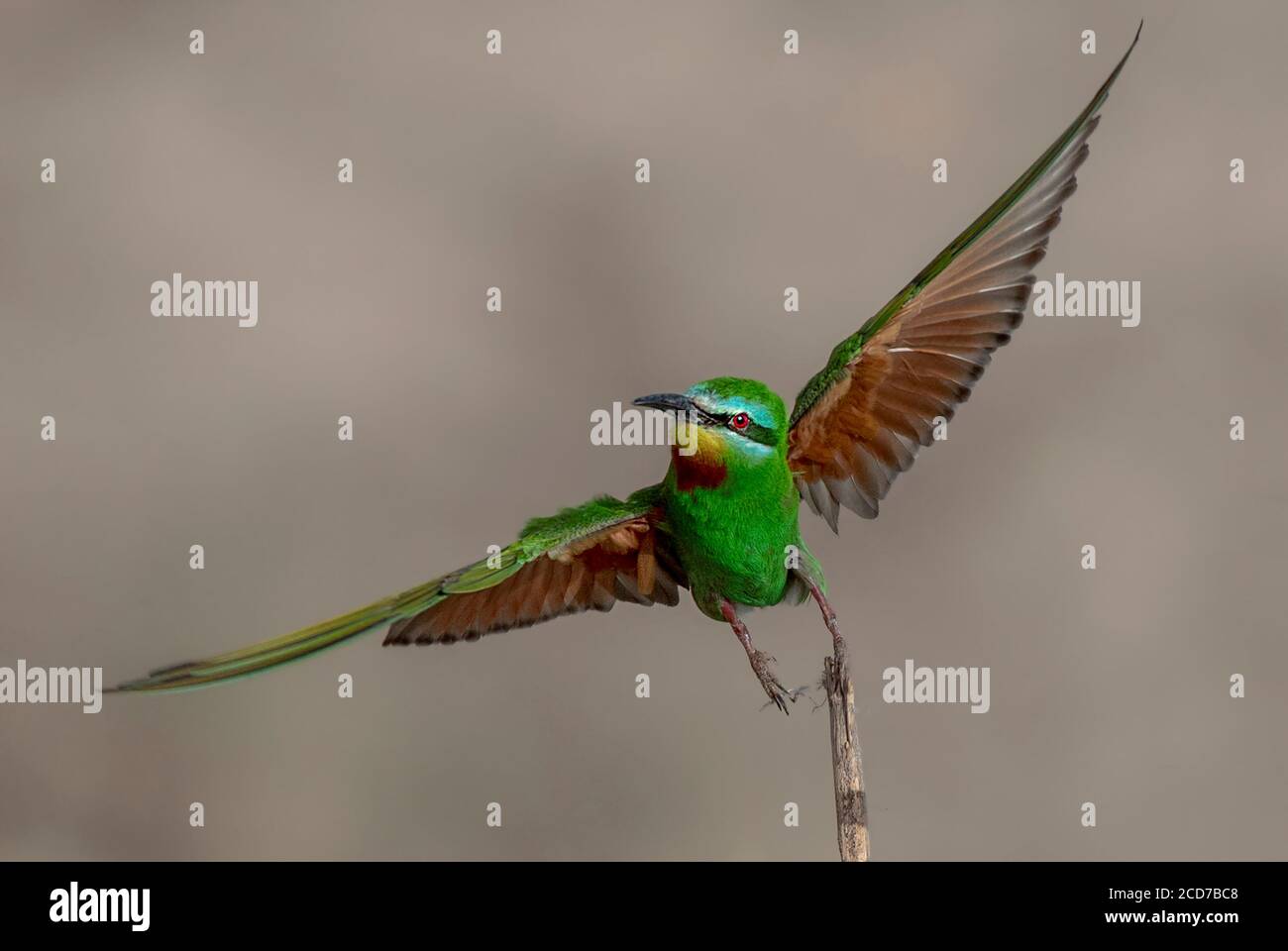 bee eaters in wildlife Stock Photo - Alamy
