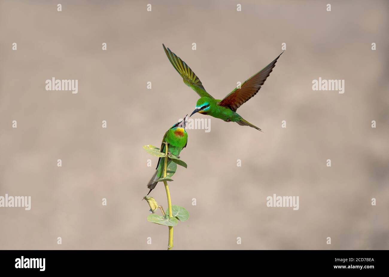 bee eaters in wildlife Stock Photo - Alamy