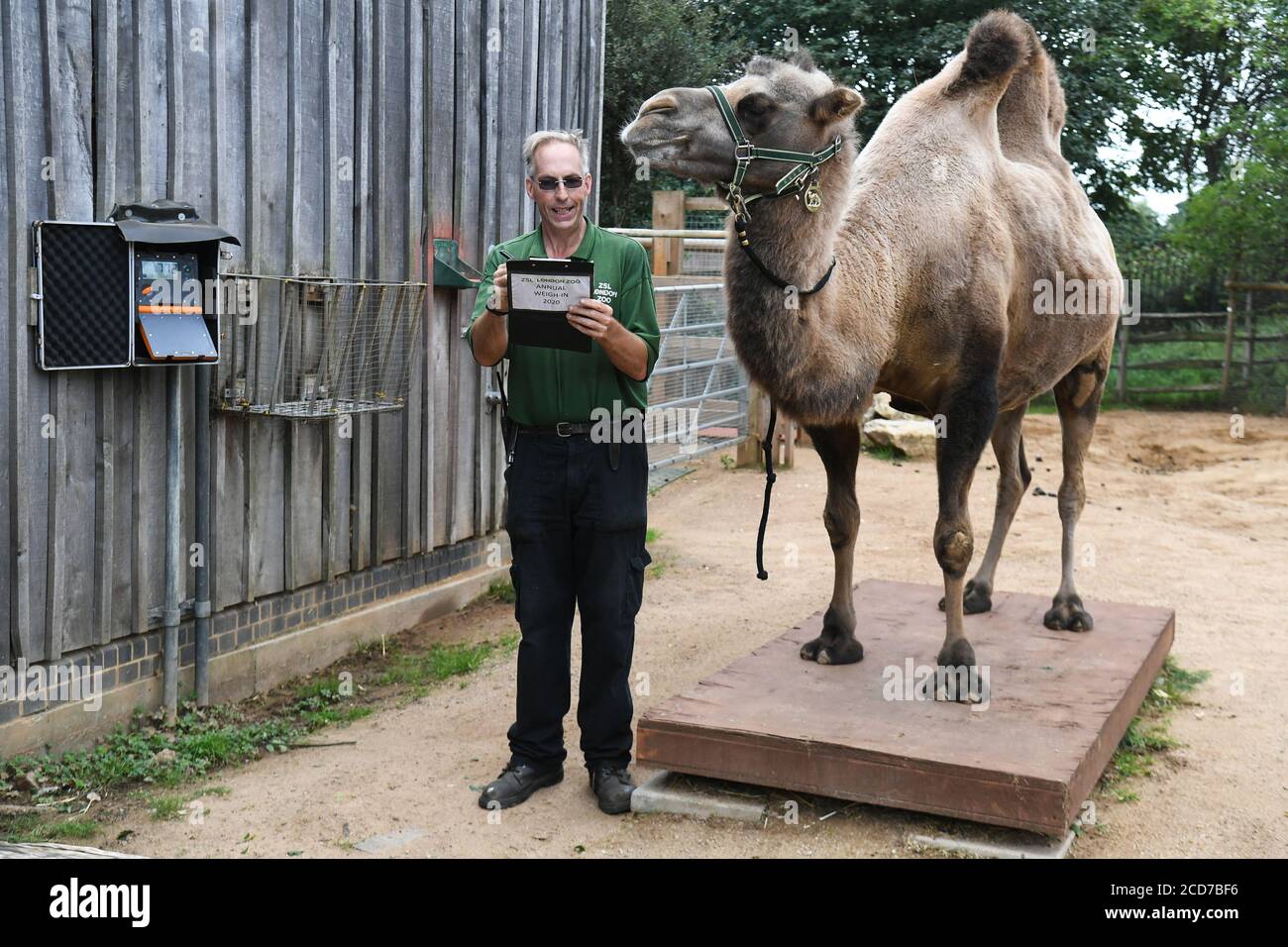 Keeper Mick Tiley weighs Noemie the bactrian camel, during the annual ...