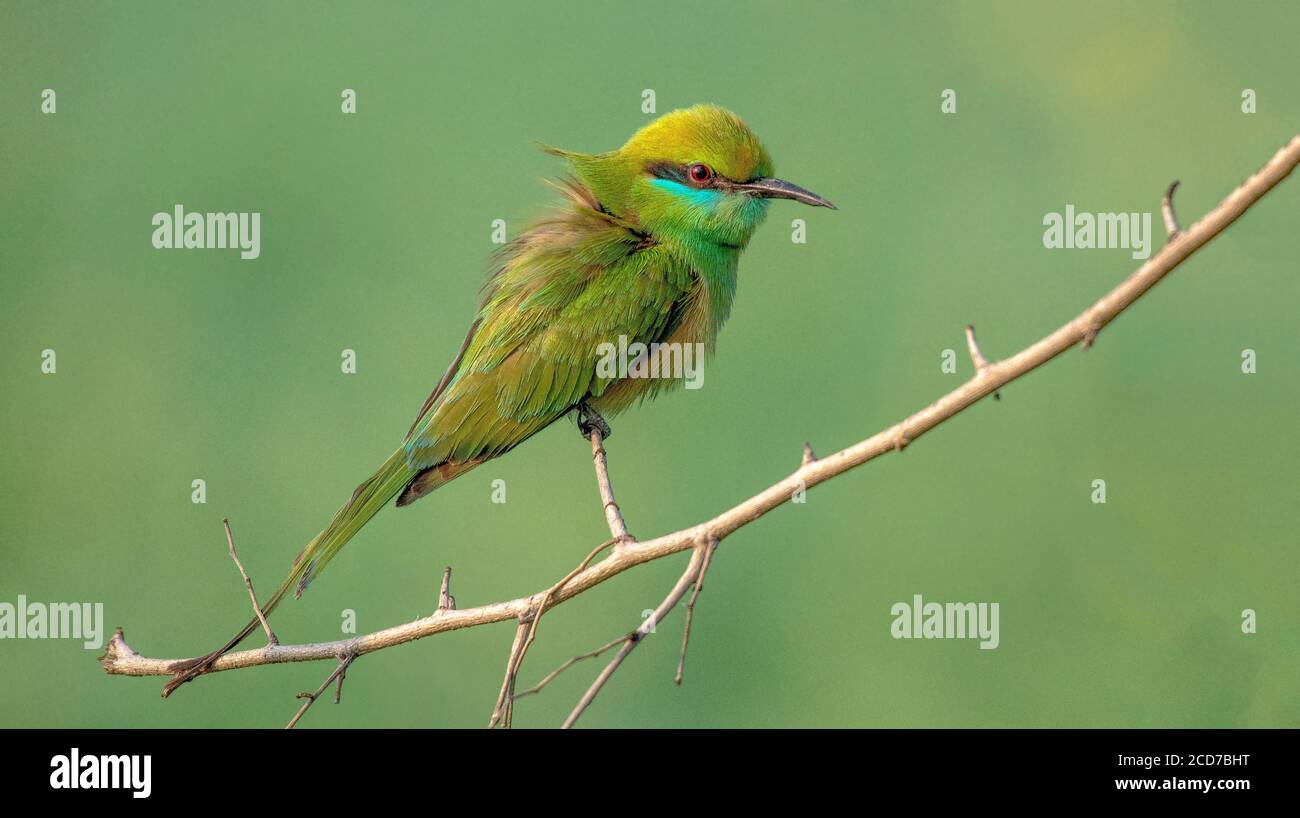 bee eaters in wildlife Stock Photo - Alamy
