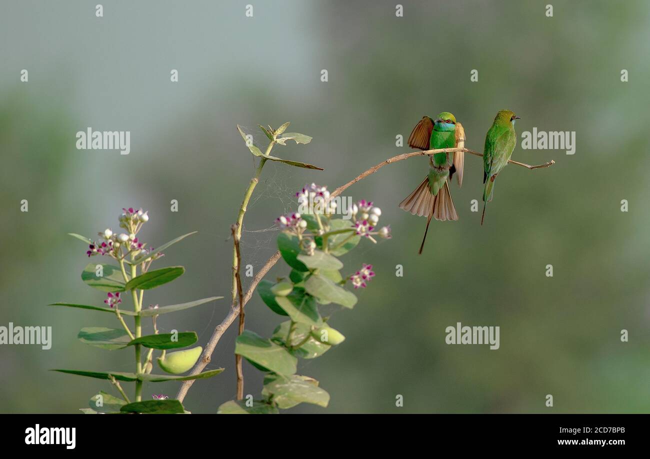 bee eaters in wildlife Stock Photo - Alamy