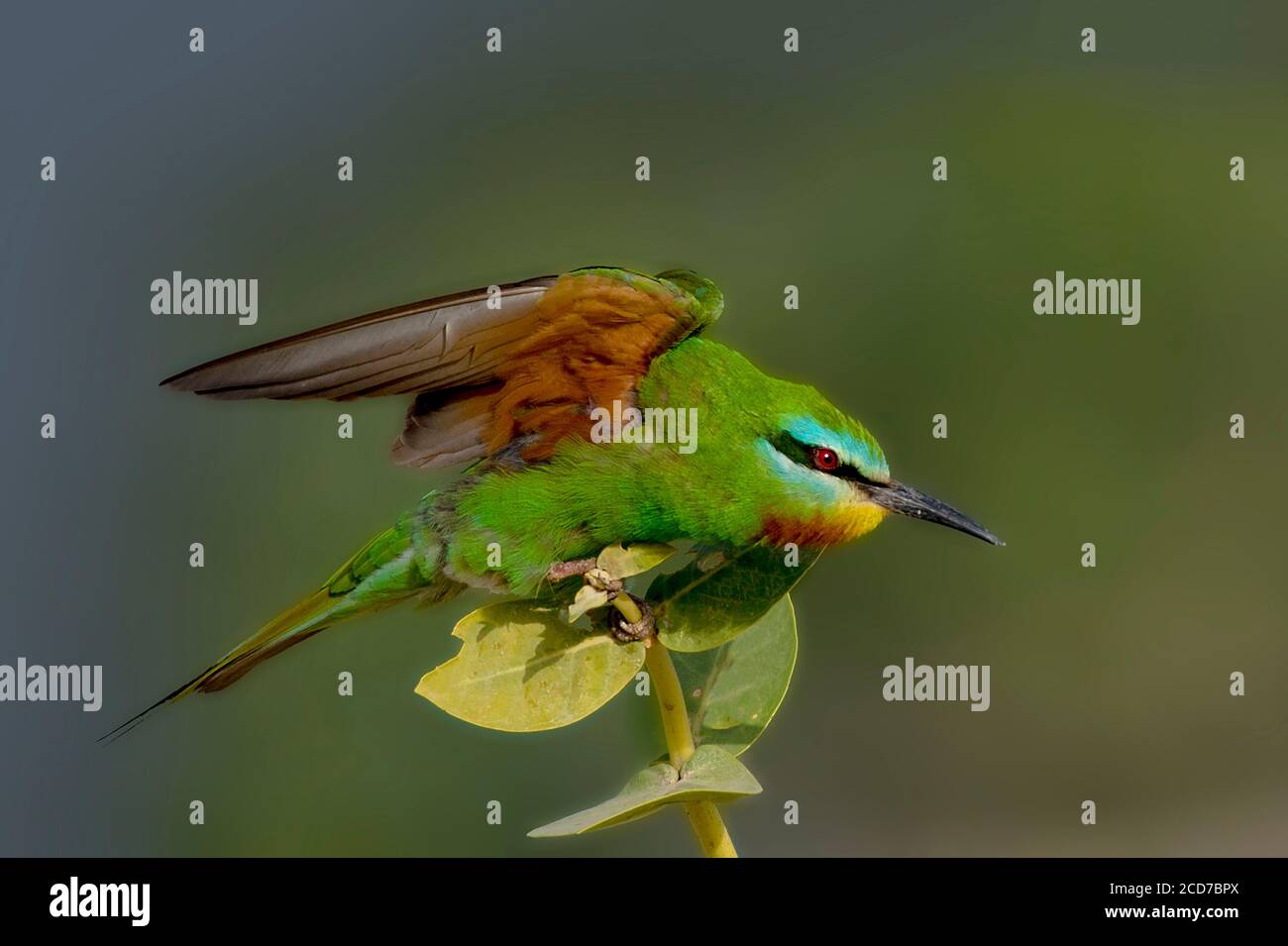 bee eaters in wildlife Stock Photo - Alamy
