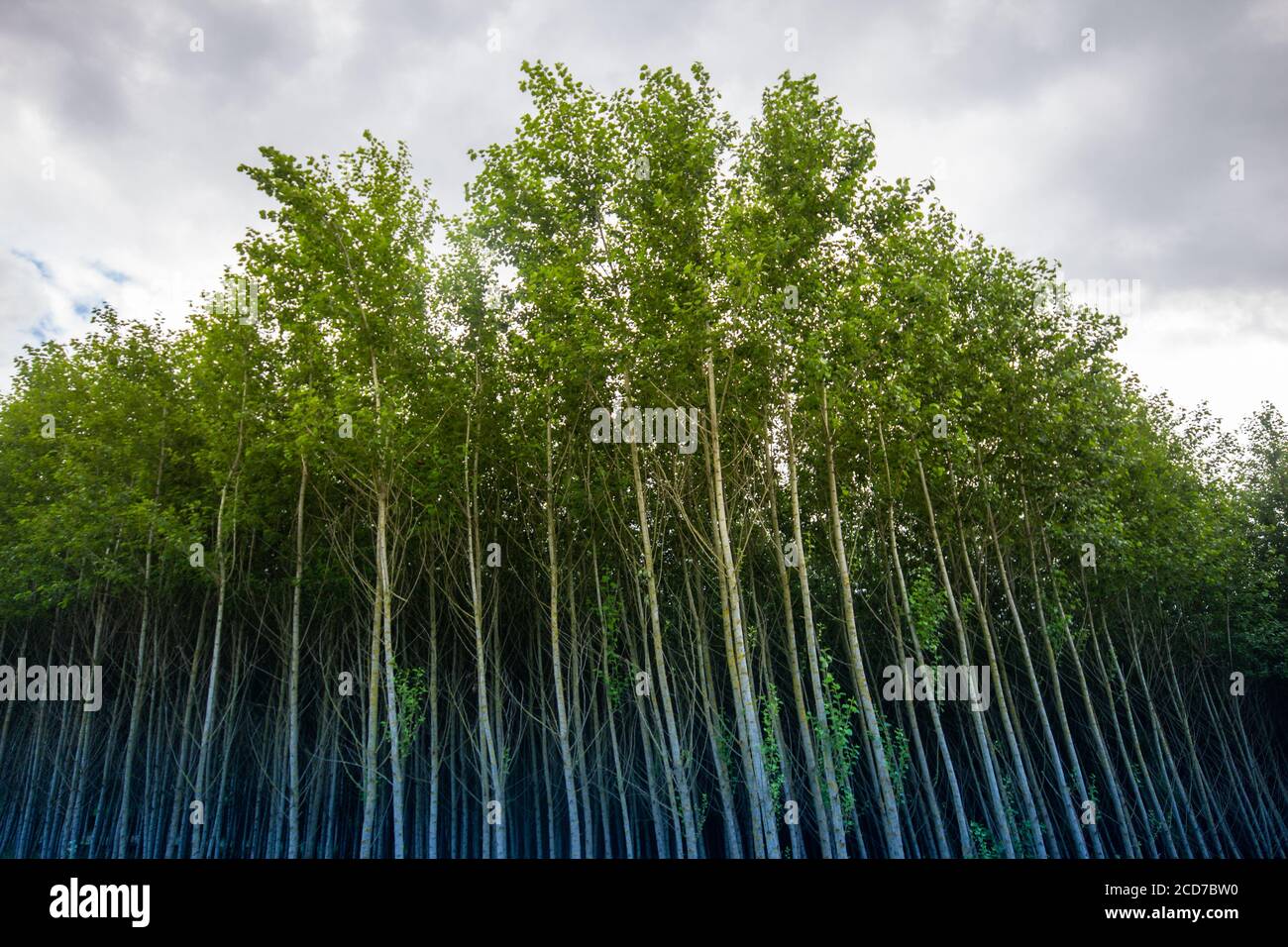 Planted birch trees in a dense group with a blue gradient Stock Photo ...