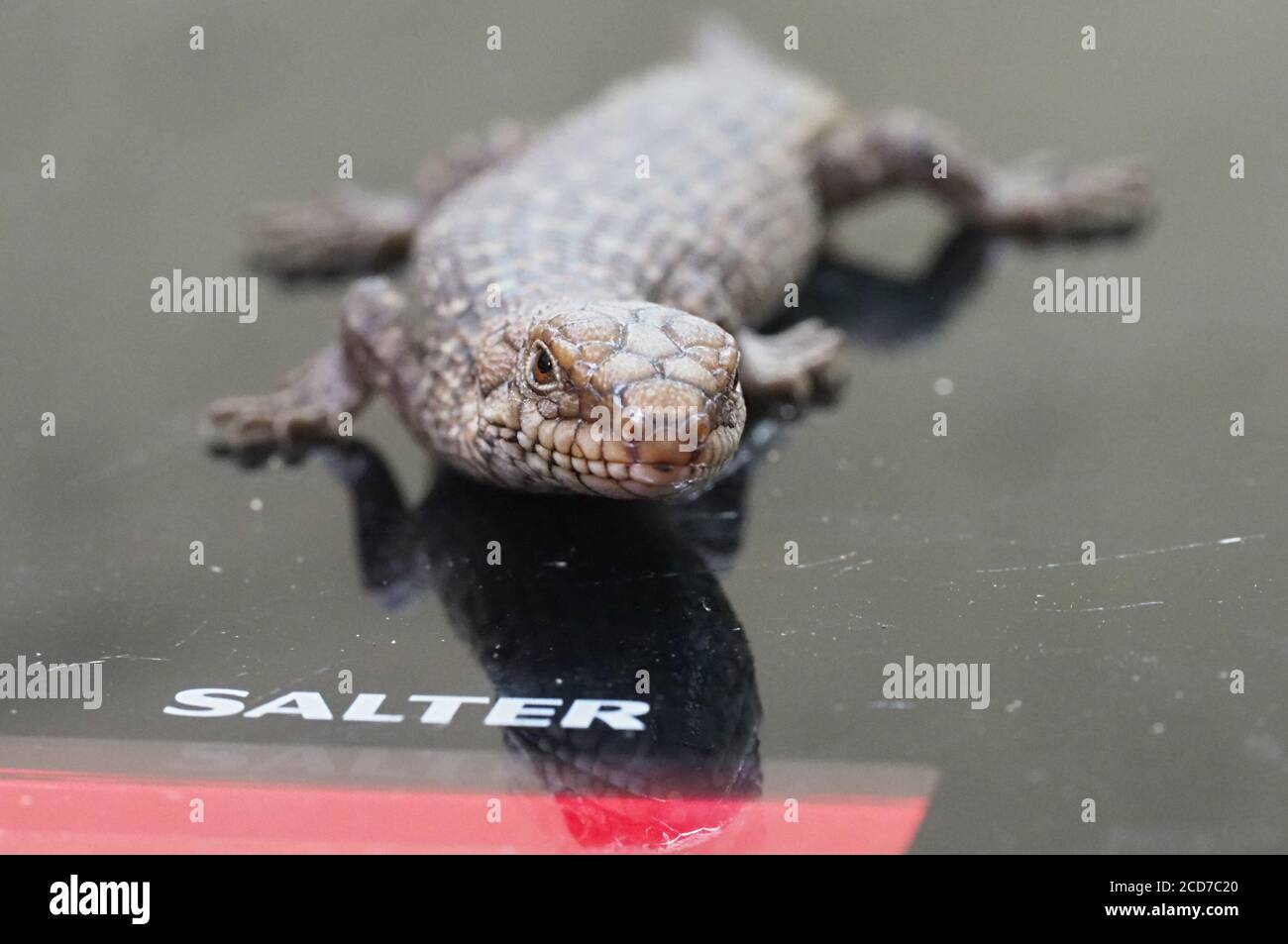 Calf measurement hi-res stock photography and images - Alamy
