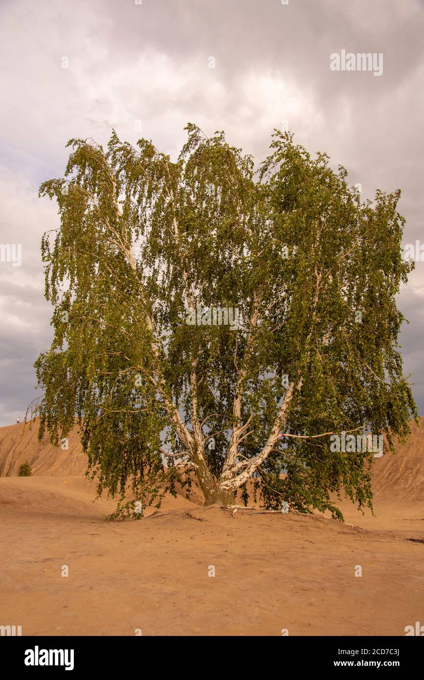 A lush birch tree grows on sandy soil Stock Photo - Alamy