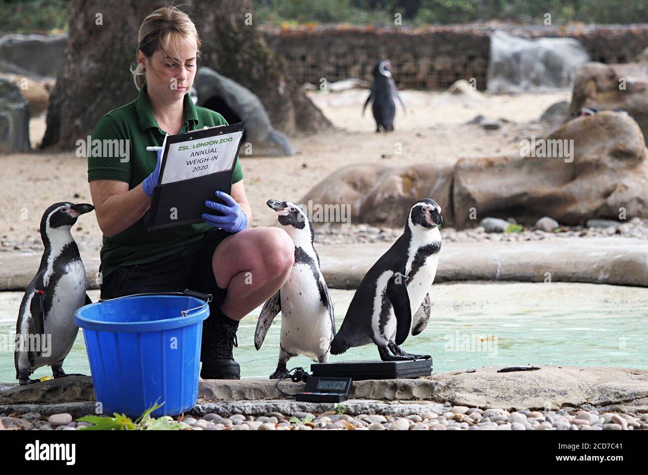 Calf measurement hi-res stock photography and images - Alamy