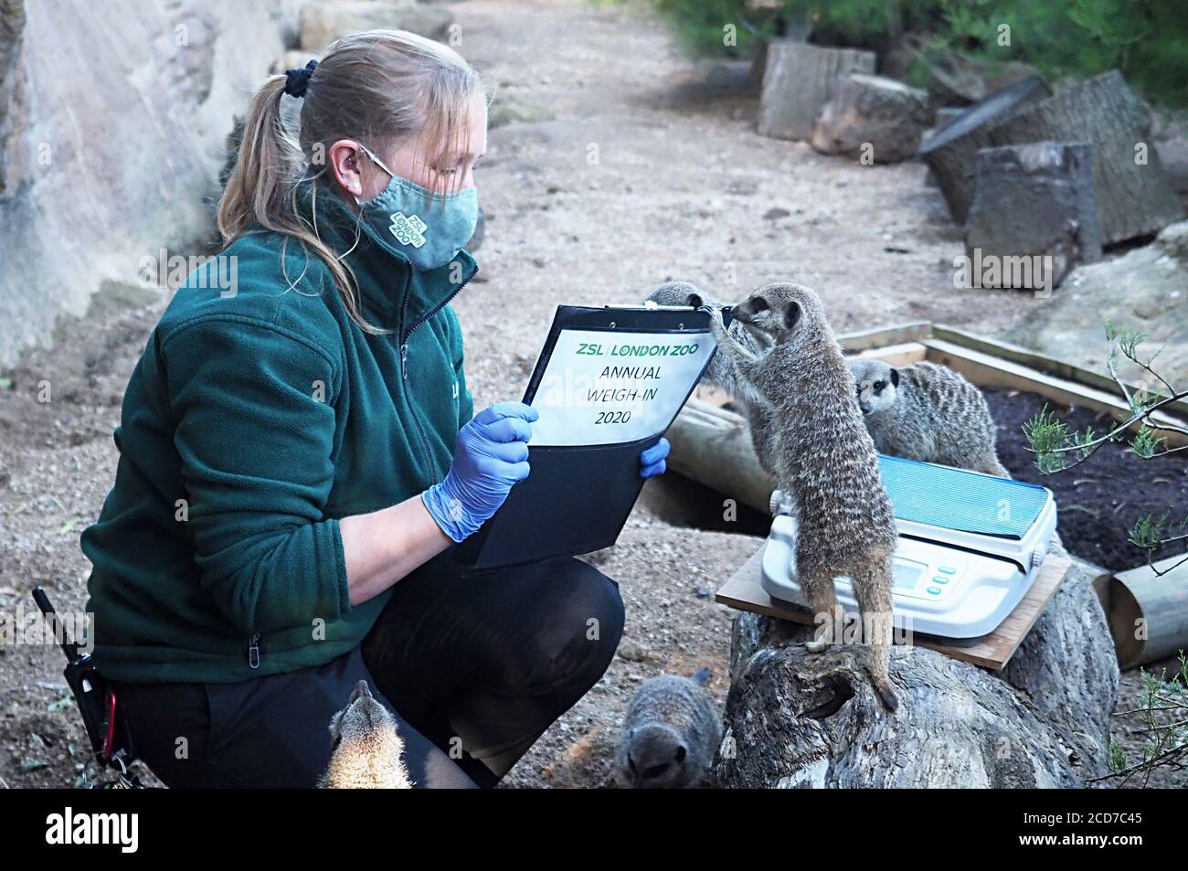 Calf measurement hi-res stock photography and images - Alamy