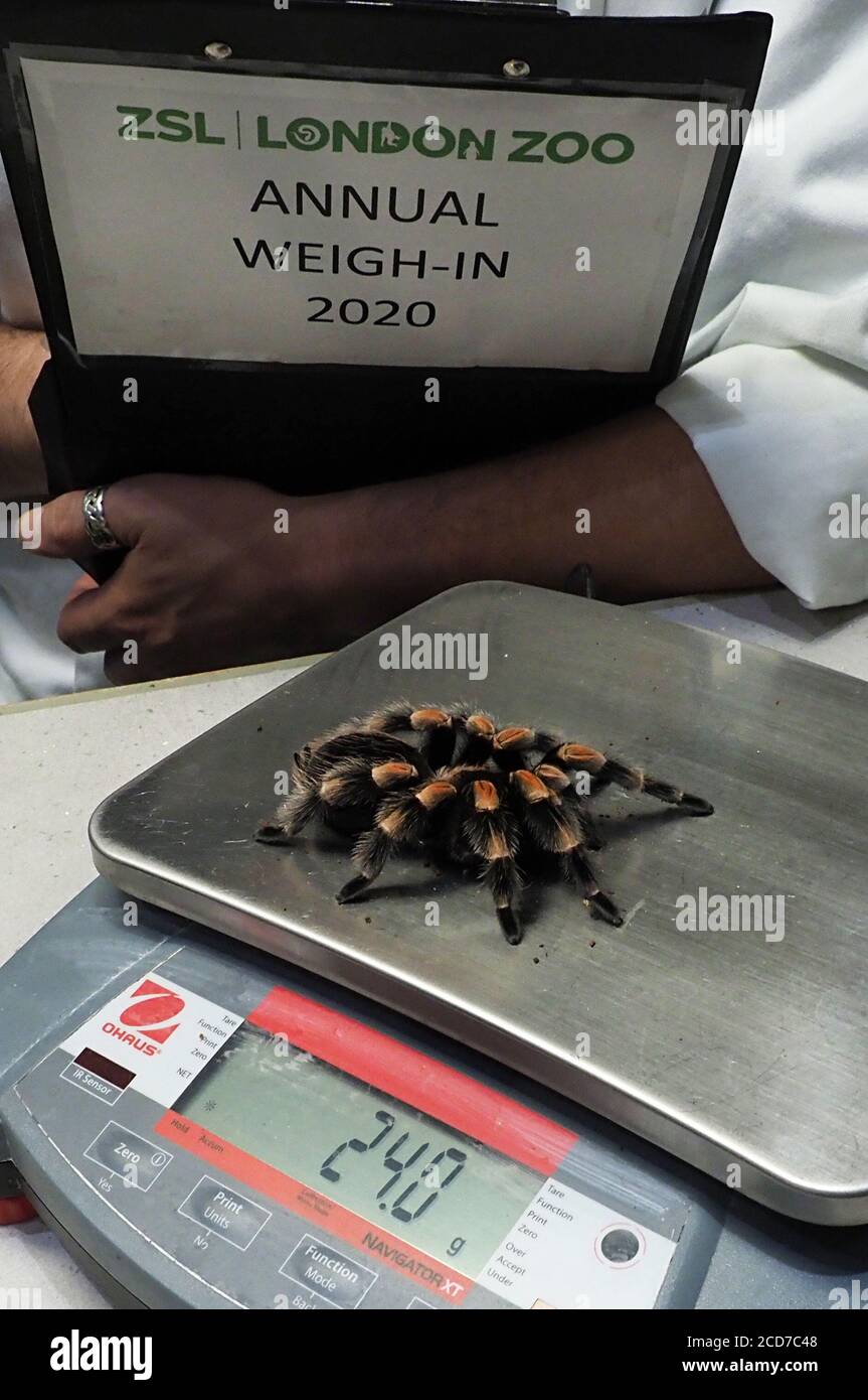 Calf measurement hi-res stock photography and images - Alamy