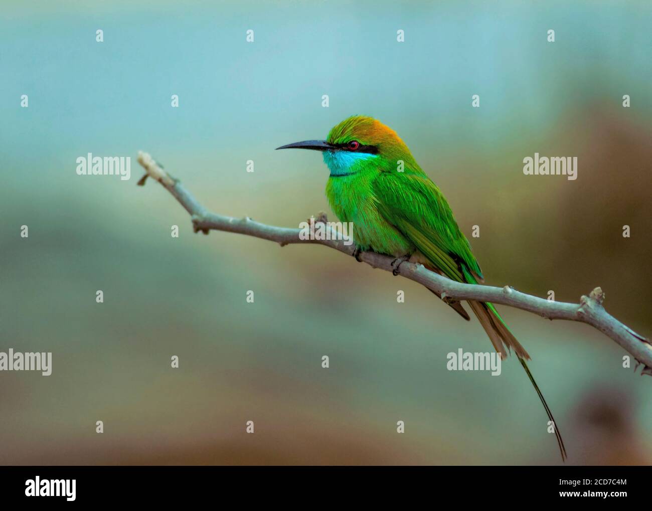 bee eaters in wildlife Stock Photo - Alamy