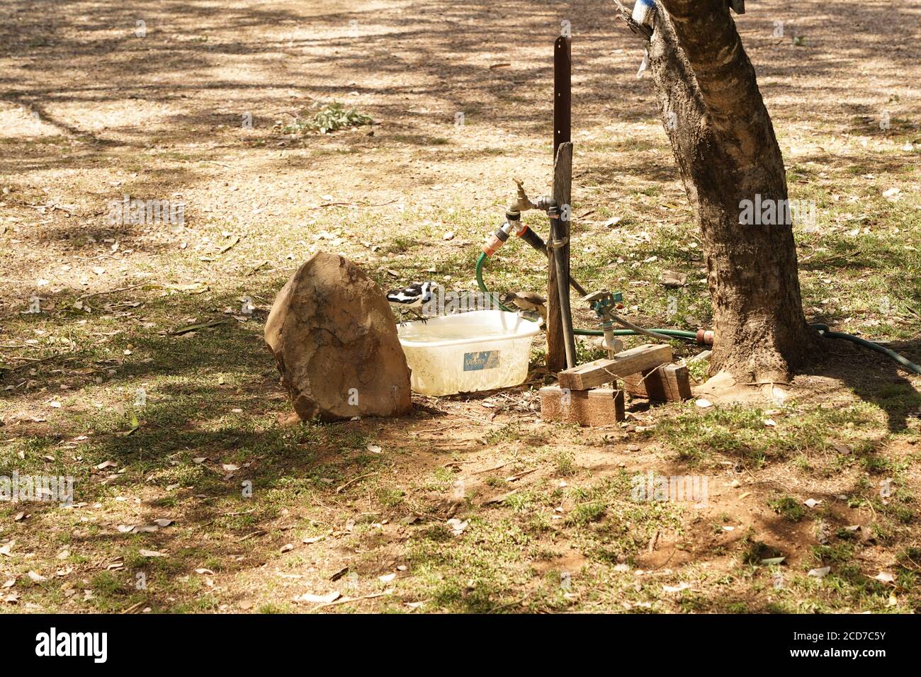 Black and white Magpie Lark drinking water in an Australian garden ...