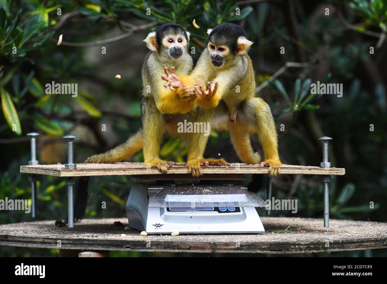 Squirrel monkeys are weighed during the annual weigh-in at ZSL London ...
