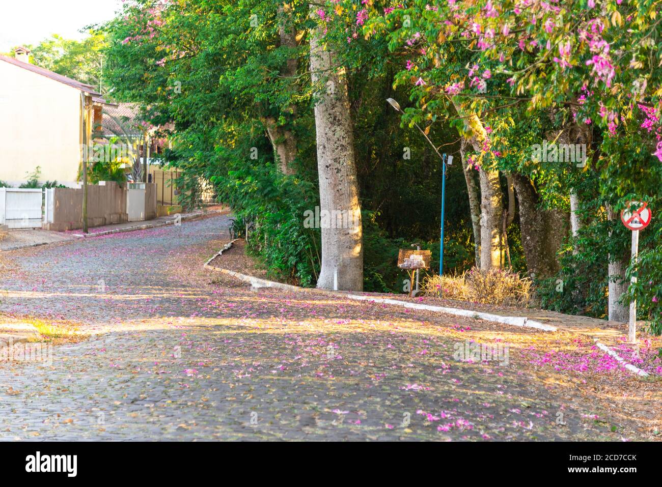 flowers of paineira (Chorisia speciosa) scattered on the floor. Other ...