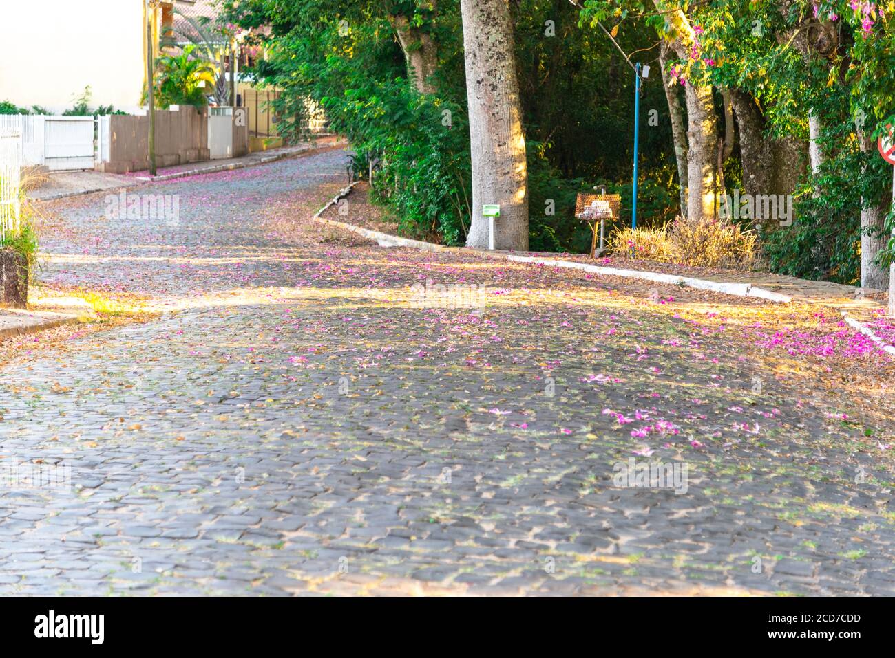 flowers of paineira (Chorisia speciosa) scattered on the floor. Other ...