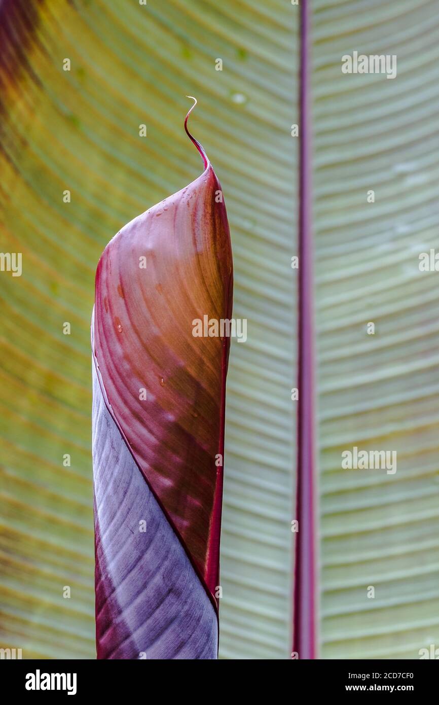Musa rubra hi-res stock photography and images - Alamy