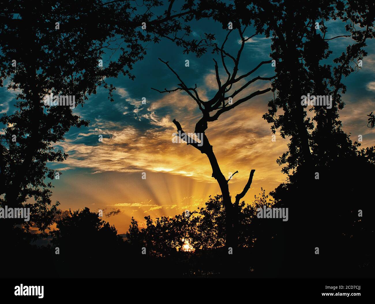 Big dry tree silhouette framed by other trees with sun rays from the ...