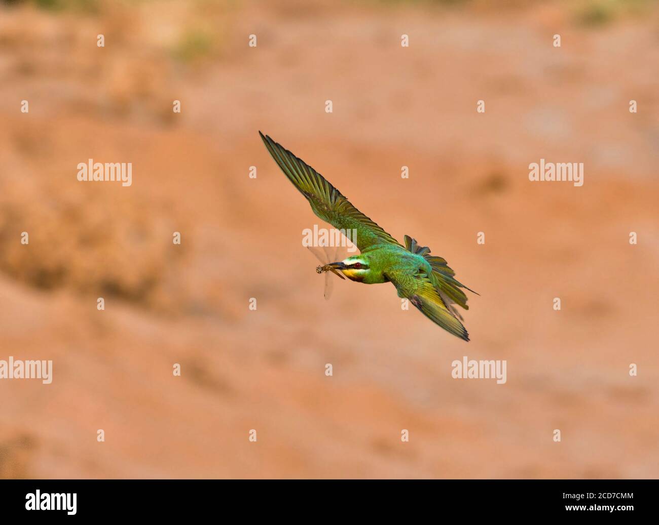 bee eaters in wildlife Stock Photo - Alamy
