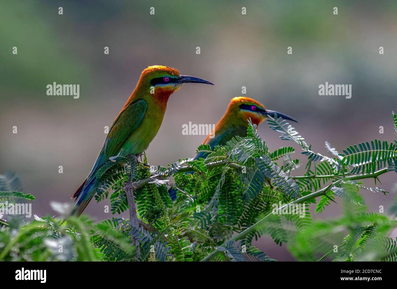 bee eaters in wildlife Stock Photo - Alamy