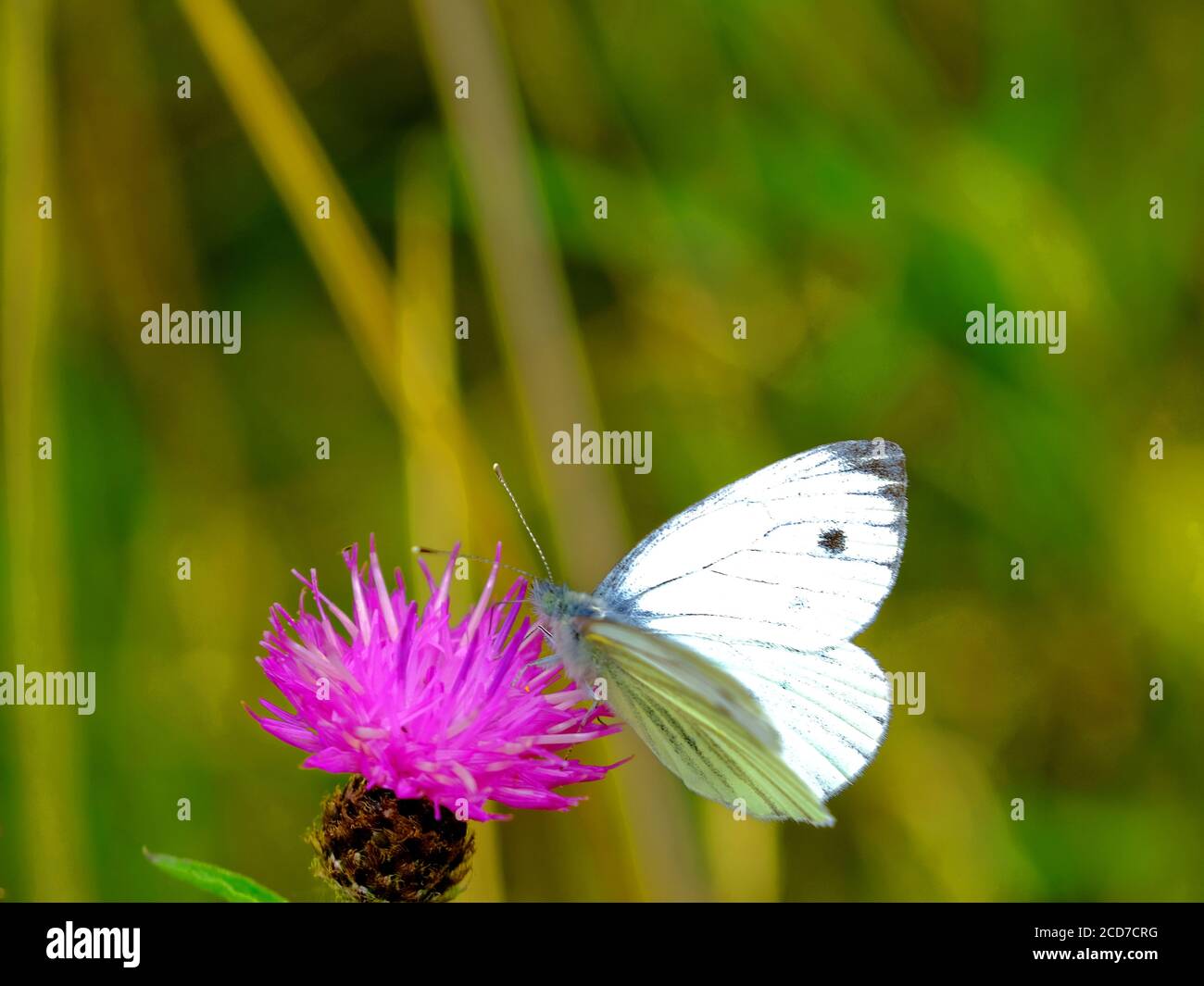 Cabbage white butterfly moth on purple magenta sea thistle against ...