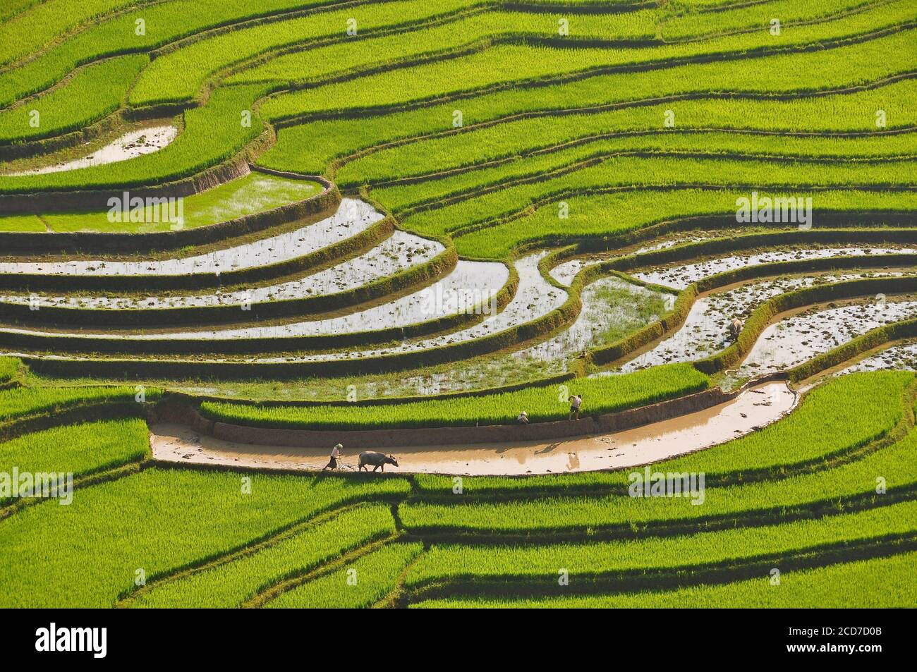 Terrace field in the North West of Vietnam Stock Photo - Alamy