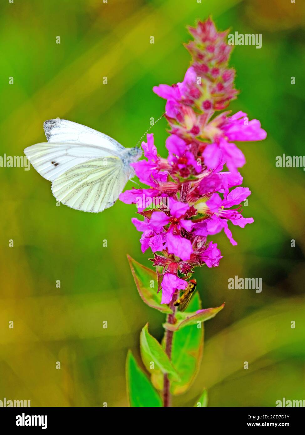 Cabbage white on circular flower hi-res stock photography and images ...