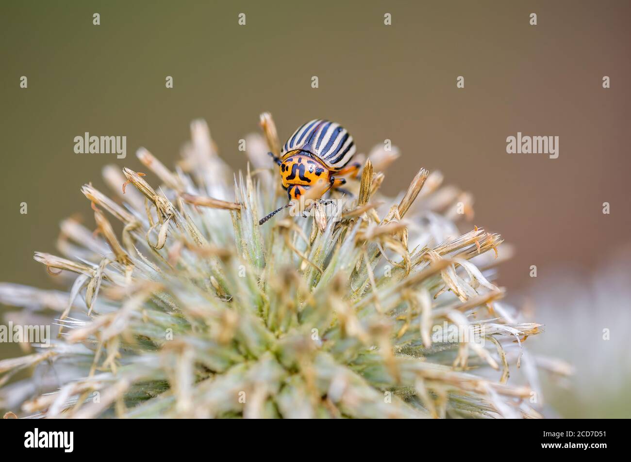 a Small beetle insect on a plant in the meadows Stock Photo - Alamy