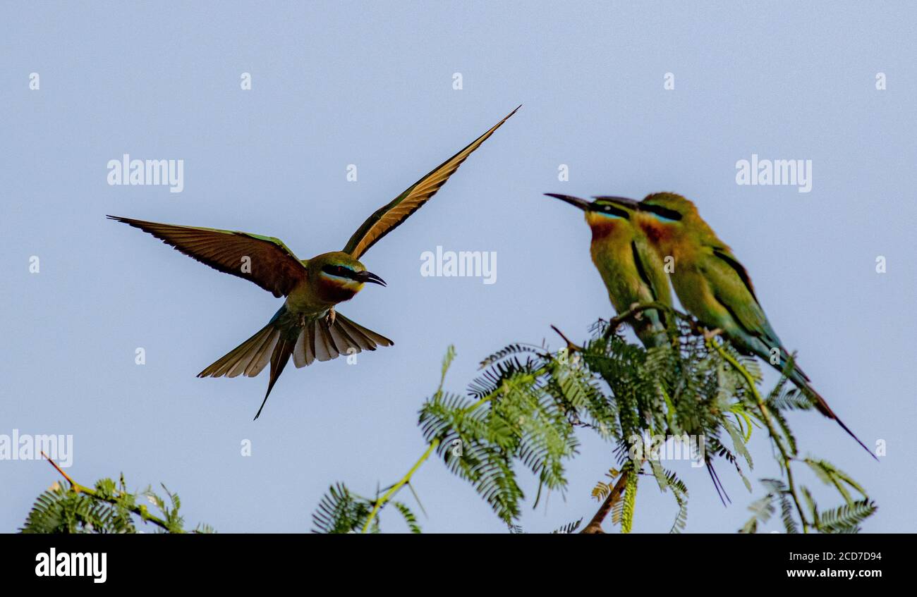 bee eaters in wildlife Stock Photo - Alamy