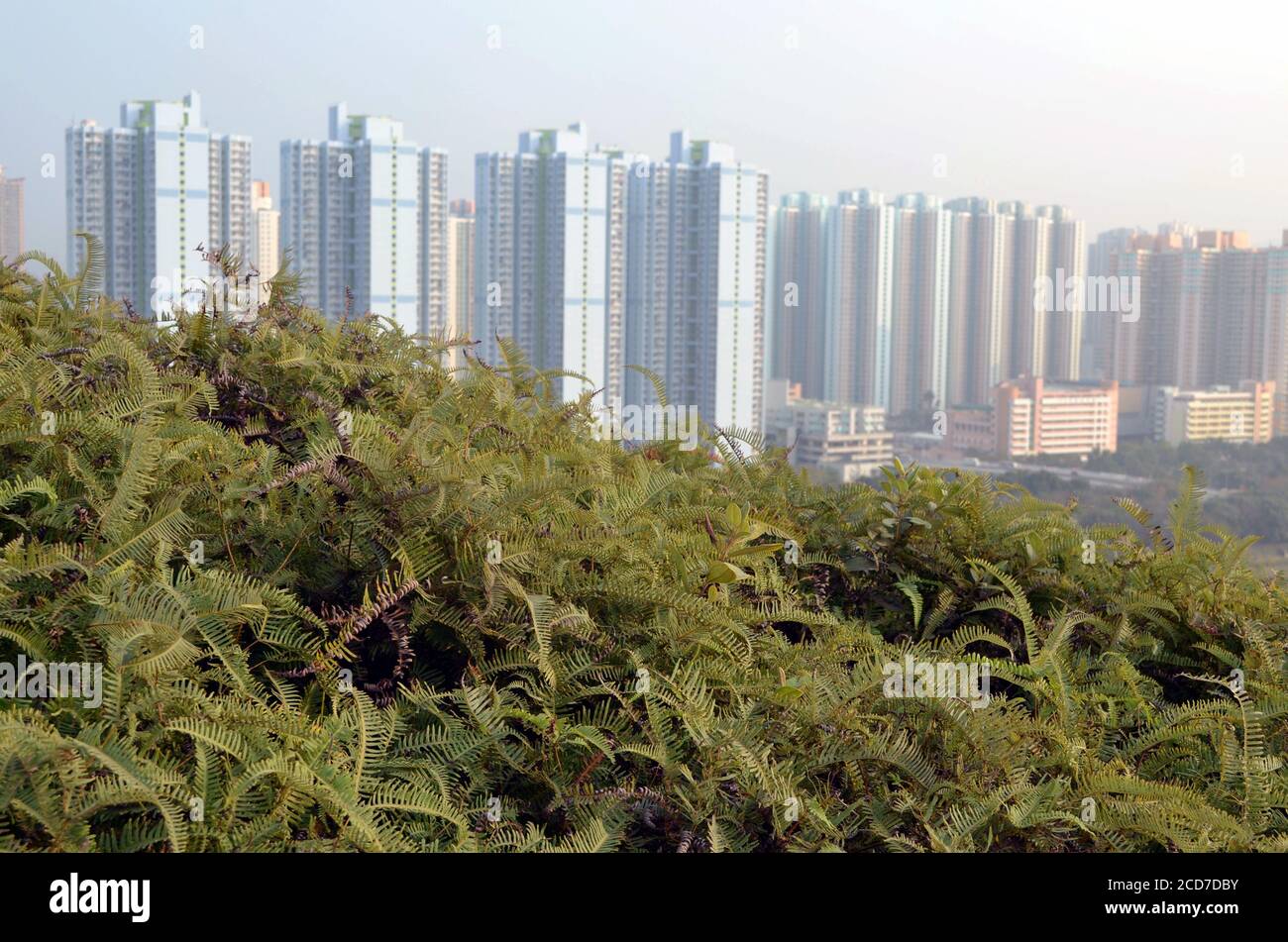 Skyline of Tin Shui Wai new town showing public housing estates (Tin ...